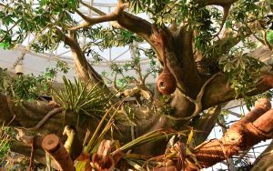 Flora & Fauna in Desert | Types, Conservation & Location